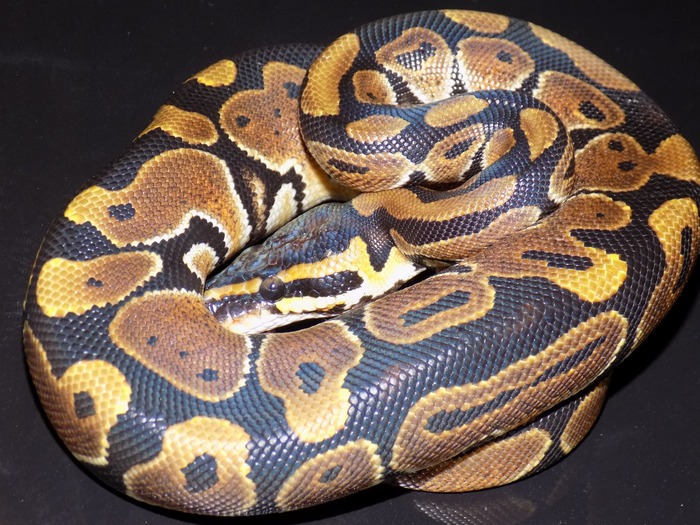 Krajta královská na prodej :: AnimalLife